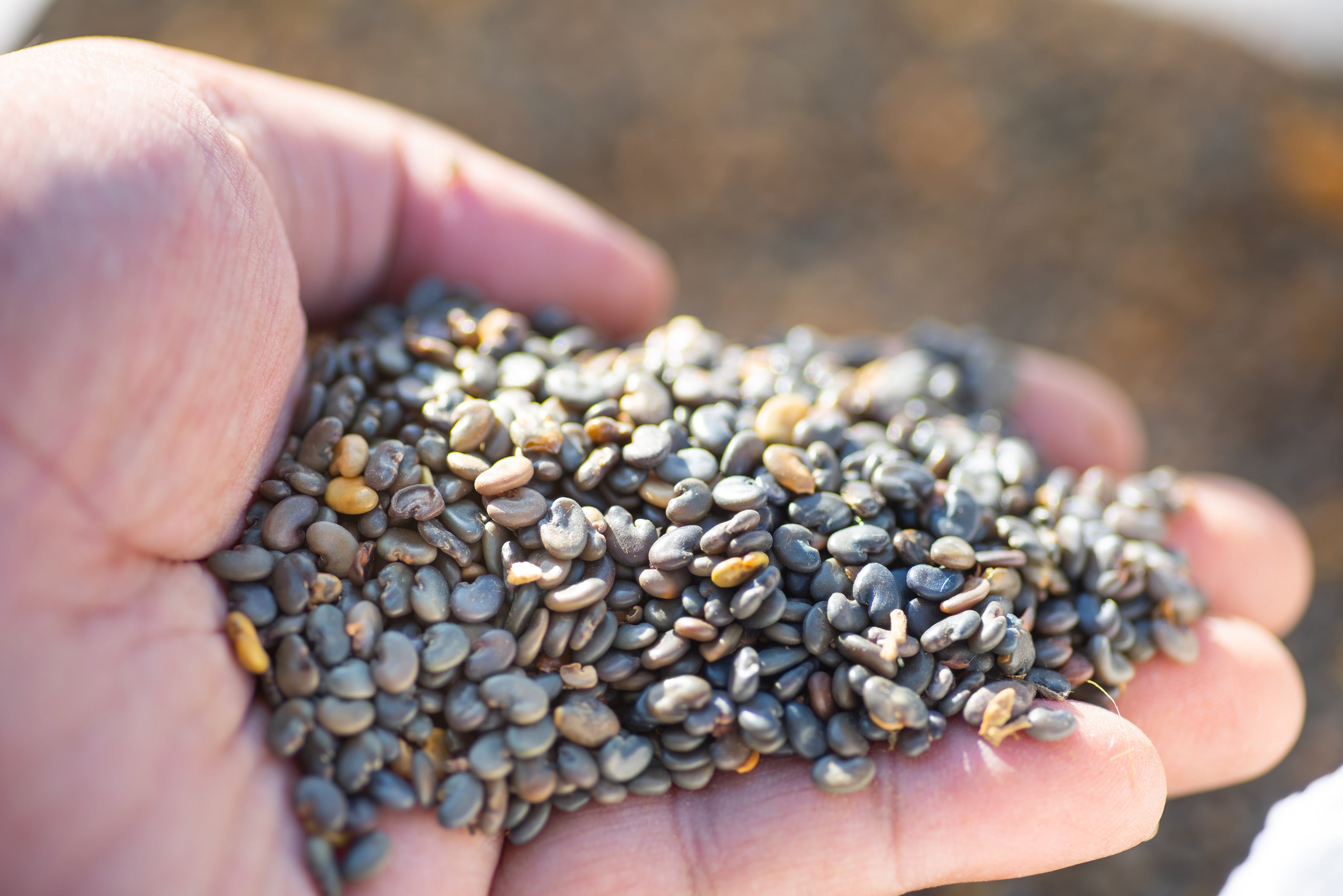Sunn Hemp Seed (5lb) — Rohrer Seeds