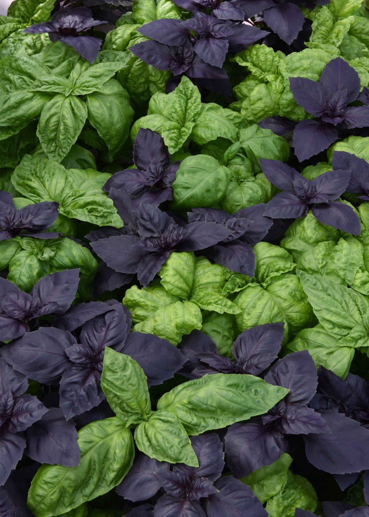 Simply Herbs Try Basil Mix (10 seeds), Container Collection — Rohrer Seeds