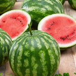 Cal Sweet Bush Watermelon (20 seeds), Container Collection — Rohrer Seeds