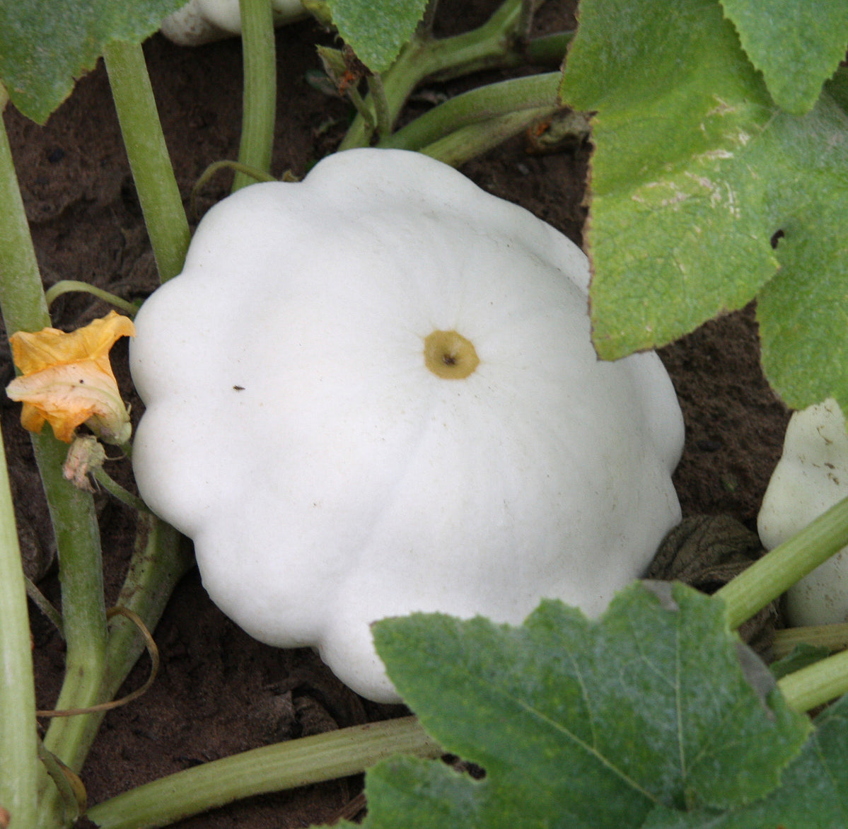 Early White-scalloped Bush Squash Seeds — Rohrer Seeds